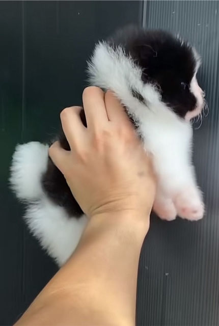 Purebred Pomeranian | Dogs & Puppies | Gumtree Australia Liverpool Area ...