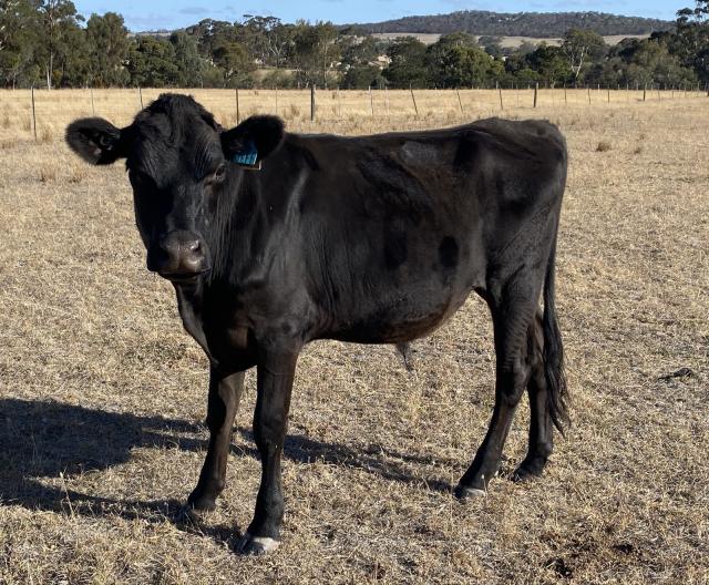 Small Angus Cross Steer | Livestock | Gumtree Australia Outer Geelong ...