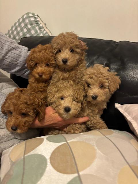 X5 Pure Toy Poodle puppies AVAILABLE NOW | Dogs & Puppies | Gumtree ...