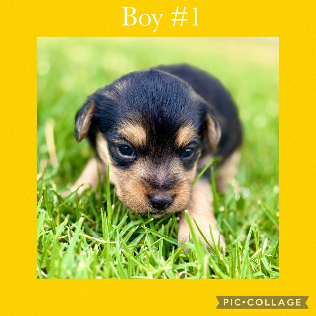 Jackoodle (Jack Russell x Toy Poodle) Jackapoo puppies | Dogs & Puppies ...