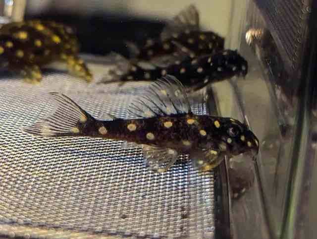 Snowball Plecos - L201 catfish | Fish | Gumtree Australia Glen Eira ...