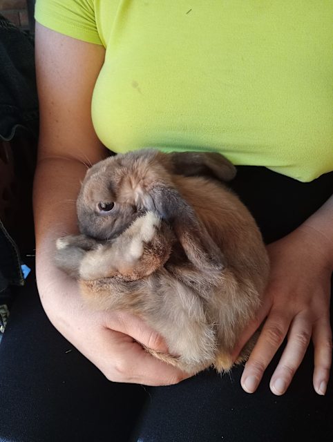 Free rabbit | Rabbits | Gumtree Australia Shellharbour Area - Albion ...