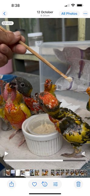Hand raised lorikeets and lovebirds | Birds | Gumtree Australia Logan ...