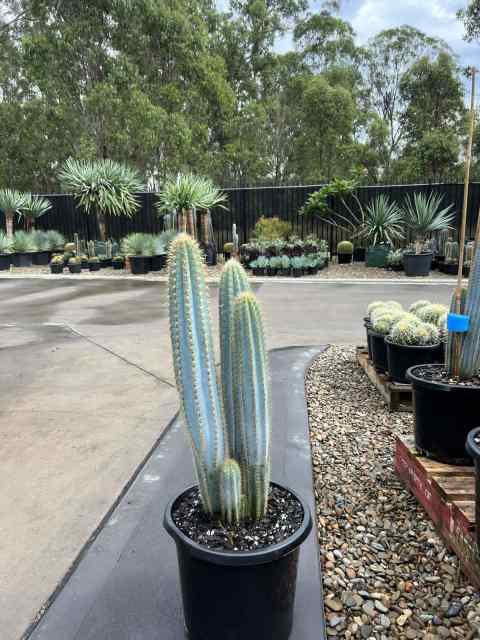 Pilocereus Azureus ‘Blue Torch Cactus’ in 300mm Pot - Plants in Camden ...