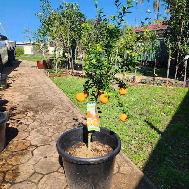 Fruiting Chinotto Orange 🍊 Tree in 410mm pot - Plants in Ingleburn NSW ...