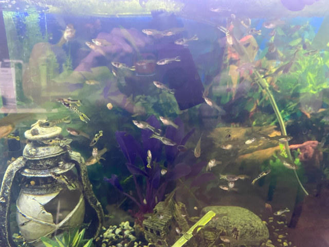 Tropical Fish - Guppies | Fish | Gumtree Australia Macedon Ranges ...