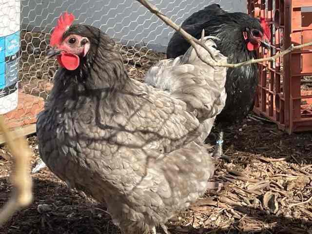 Australorp, splash, dayold, blue, chick, chicken | Livestock | Gumtree ...