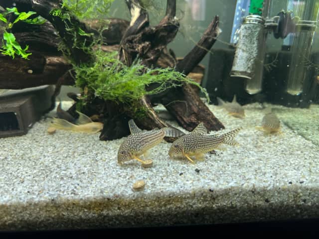 Sterbai / Gold Laser | Fish | Gumtree Australia Hurstville Area ...