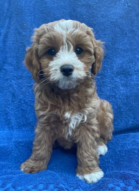 F1 Ruby Toy Cavoodle Puppies | Dogs & Puppies | Gumtree Australia ...