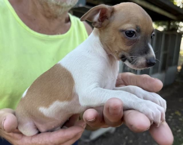 TENTERFIELD TERRIER MALE PUP - RUMPY (NO TAIL) | Dogs & Puppies ...