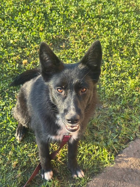 9 month old Kelpie x German Shephard | Dogs & Puppies | Gumtree ...