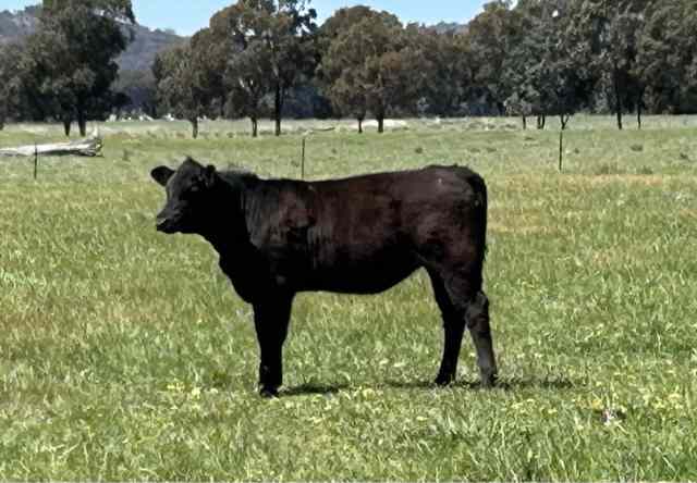 Angus Heifer Calves weaned pure beef cattle | Livestock | Gumtree ...