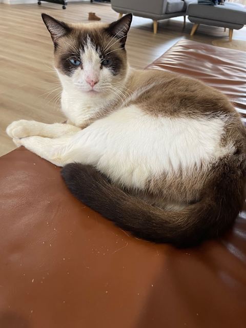 Ragdoll x Burmese 5yr old Male Cat | Cats & Kittens | Gumtree Australia ...