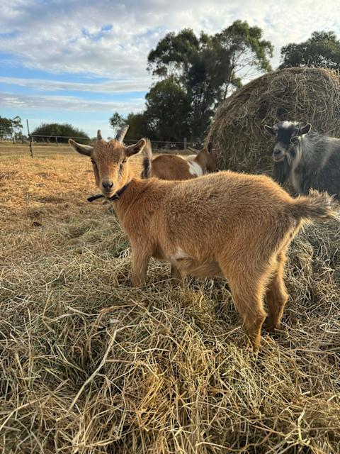 Nigerian x Aussie mini doe | Livestock | Gumtree Australia Serpentine ...