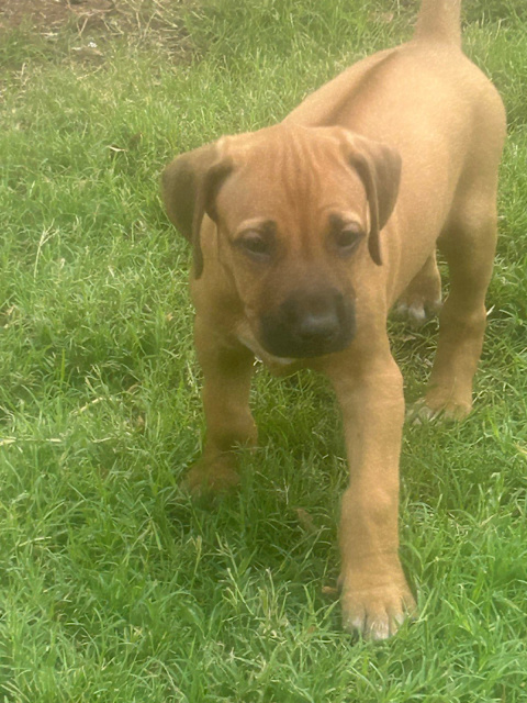 Pedigree Rhodesian Ridgeback | Dogs & Puppies | Gumtree Australia Young ...