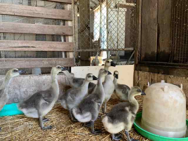 Goslings Chinese Brown geese 2 weeks old | Livestock | Gumtree ...