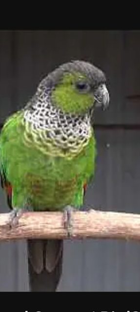 black cap conure and female sun conu | Birds | Gumtree Australia ...