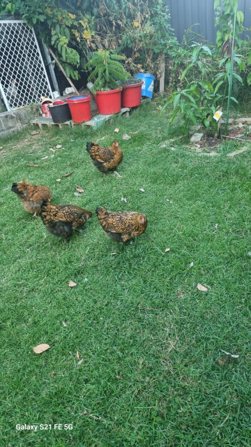 GOLD LACED WYANDOTTE POL HEN | Livestock | Gumtree Australia Brisbane ...