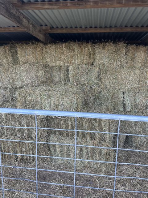 Small square Bales of Hay | Livestock | Gumtree Australia Waratah Area ...