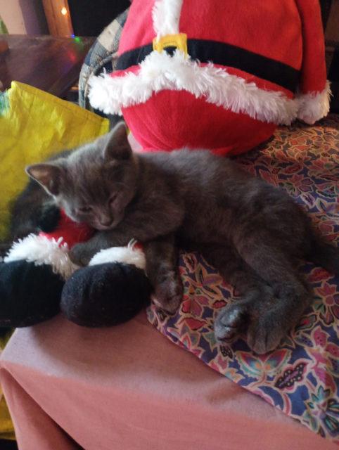 Bengal x Manx tailed kittens | Cats & Kittens | Gumtree Australia ...