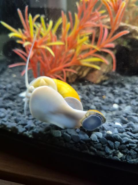 Mystery snails various colours | Fish | Gumtree Australia Perth City ...