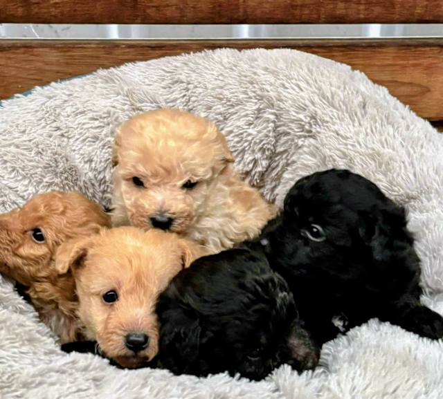 🐶 Jackapoo Puppies – The Ultimate Bundle of Joy! 🐾 Only 3 left!! | Dogs ...