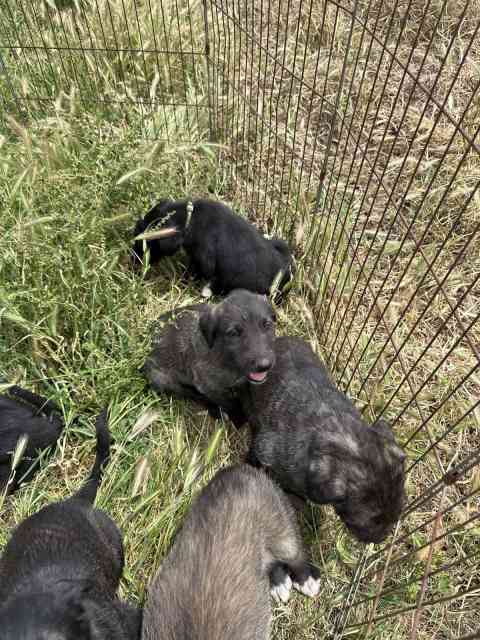 Purebred Irish Wolfhound Puppies ready to go 15th Dec | Dogs & Puppies ...