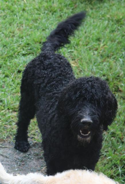 Labradoodle Multigen - Still a playful pup | Dogs & Puppies | Gumtree ...