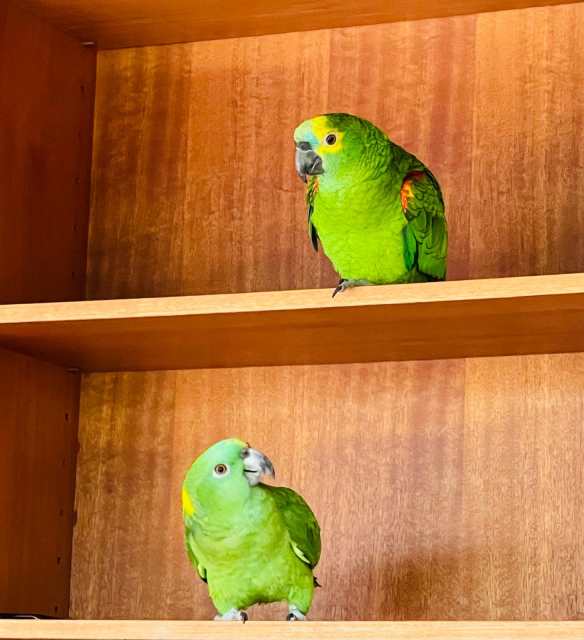 Hand Raised tamed Beautiful yellow nape and blue fronted bonded couple ...