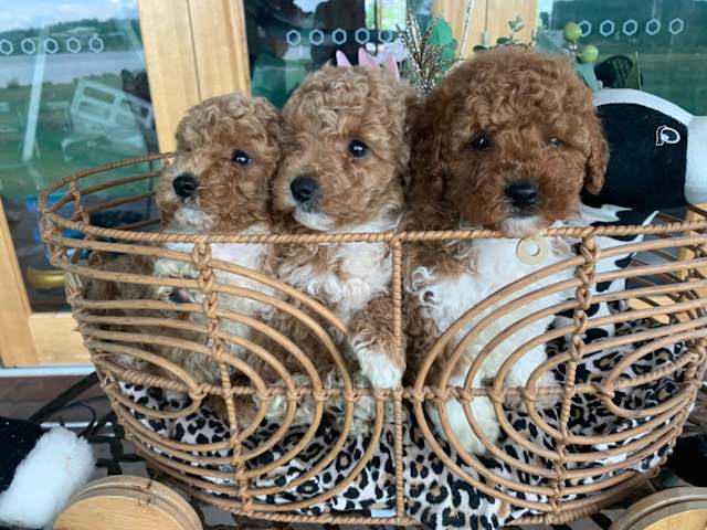 Cute Little Moodle pups Mum is Moodle Dad is Purebred Red Toy Poodle ...