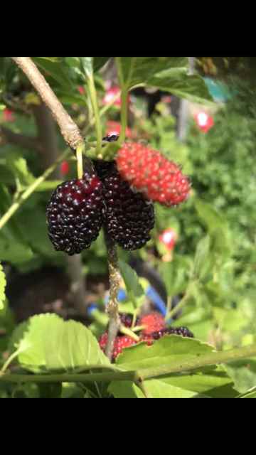 Dwarf black mulberry tree - Plants in Toorak Gardens SA | Gumtree Australia