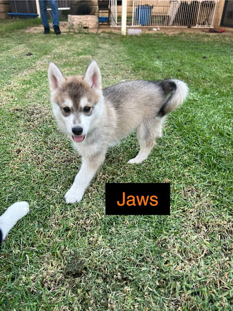 Beautiful Male Pomsky Puppy | Dogs & Puppies | Gumtree Australia ...