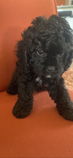 Cavoodle puppy | Dogs & Puppies | Gumtree Australia Busselton Area ...
