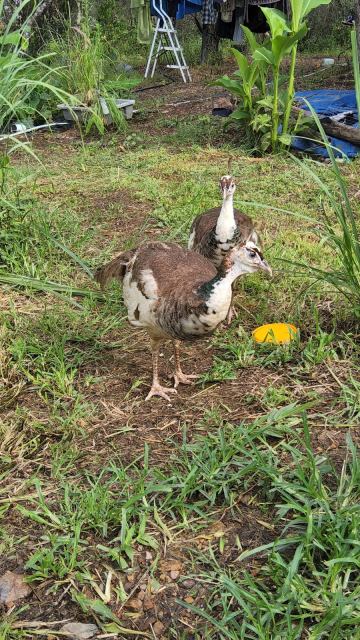 pea hen and pea cock ???? | Livestock | Gumtree Australia Bundaberg ...
