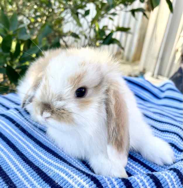 Pure Breed Mini Lop Rabbits ♥️$60 each or Two for $100♥️ | Rabbits ...