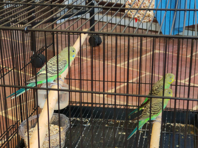 Young Budgies | Birds | Gumtree Australia Canning Area - Willetton ...