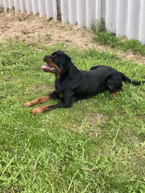 Purebred Rottweiler Male | Dogs & Puppies | Gumtree Australia Gosnells ...