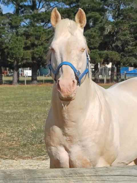 Reg cremello quarter horse at stud PAYMENT PLANS AVAILABLE | Horses & Ponies | Gumtree Australia ...