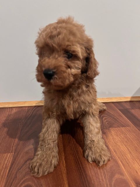 Easter special “Last Toy Cavoodle F1B male | Dogs & Puppies | Gumtree ...