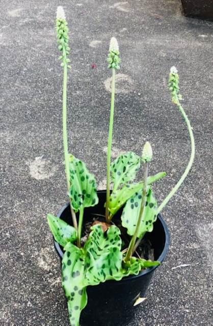 African hosta/Leopard pant/Drimiopsis maculata | Plants | Gumtree ...