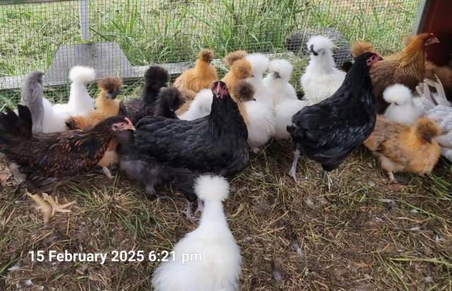 Pure bred POL young hens-a few breeds-great deals on Silkies | Birds ...