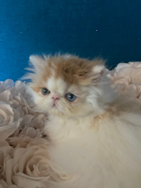 Fluffsrus persian and exotic | Cats & Kittens | Gumtree Australia Launceston Area - Nunamara ...