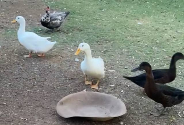Beautiful Pet Ducks and Geese, Muscovy, Pekin, Indian runner ...