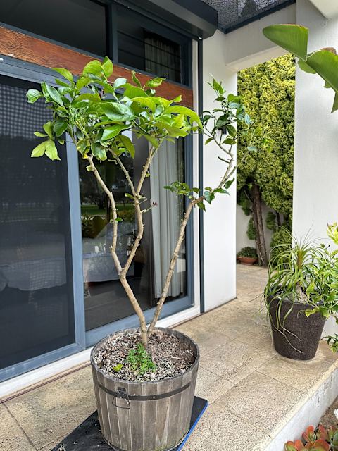 Lemon tree, Eureka, in wooden pot - Plants in South Perth WA | Gumtree ...