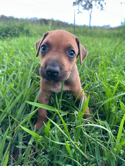 Stunning Pure bred Rhodesian ridgeback pups | Dogs & Puppies | Gumtree ...