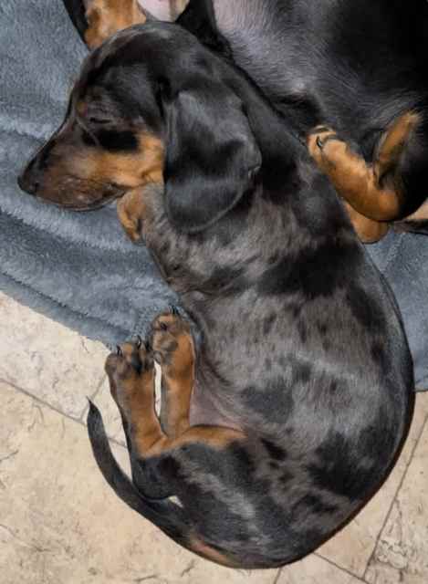 Australian Dachshund puppies | Dogs & Puppies | Gumtree Australia Hay ...