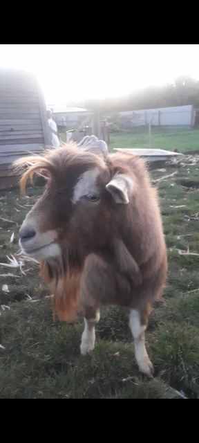 Milking Doe and buck goat | Livestock | Gumtree Australia Dorset Area ...