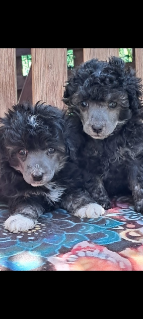 toy poodle cross moodle female and male,pups beautiful blue coloured ...