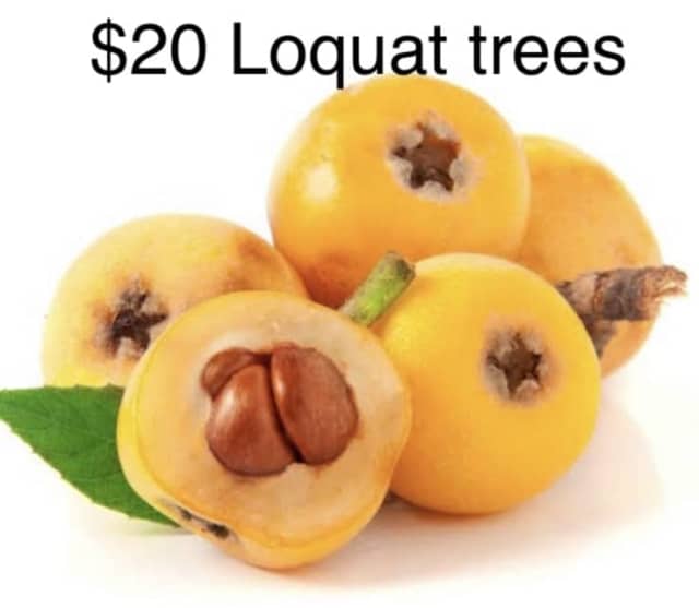 20 Loquat Trees Plants In Oakdale Nsw Gumtree Australia