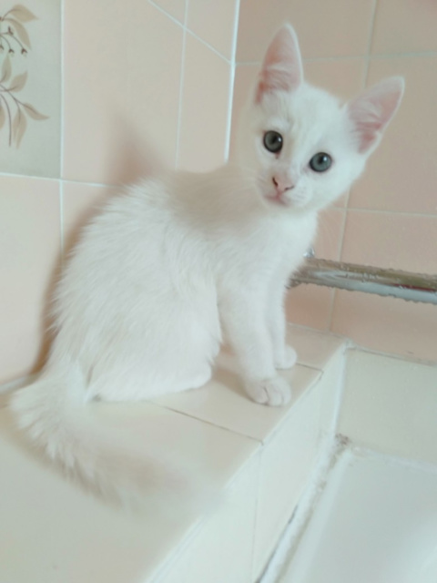 Kitten,rare Turkish Angora X Arabian Mau pure white | Cats & Kittens ...